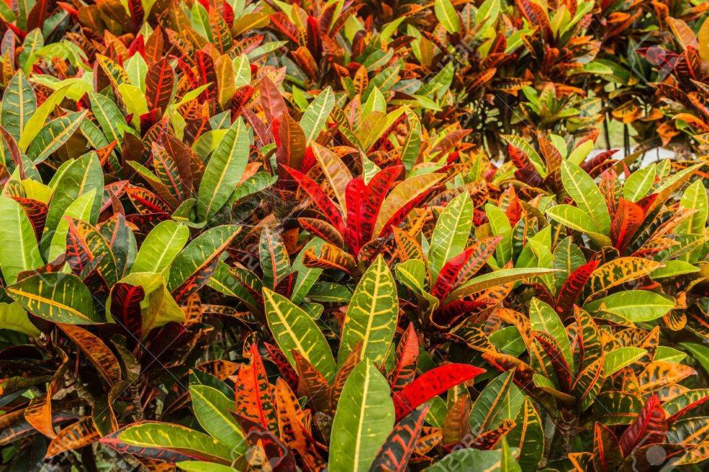 March 6, 2019 – Kampung Flora Cipta